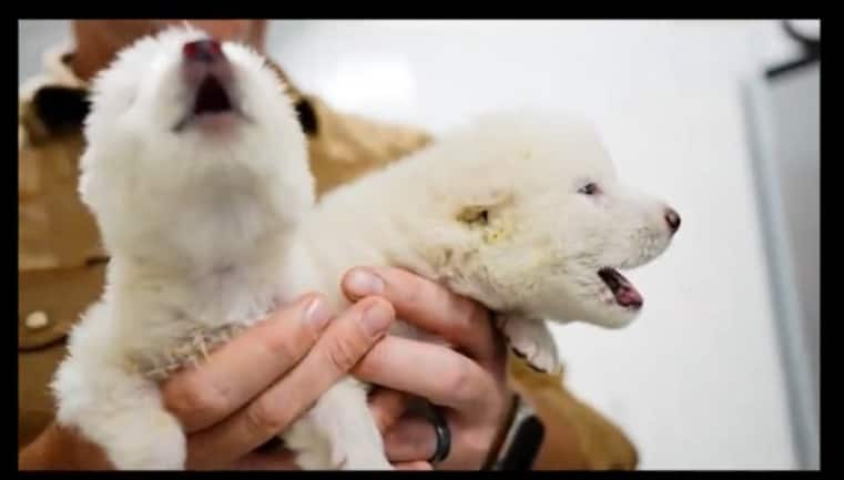 'World's first de-extinction': Dire wolves howl again, back after ...