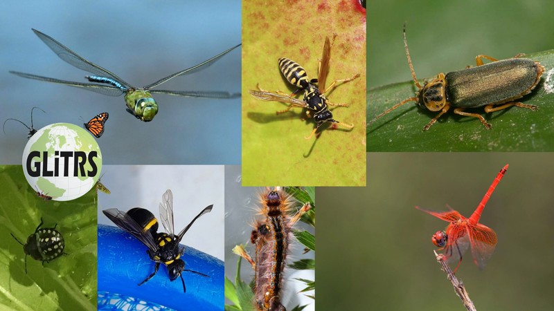 New framework aims to assess global insect biodiversity changes