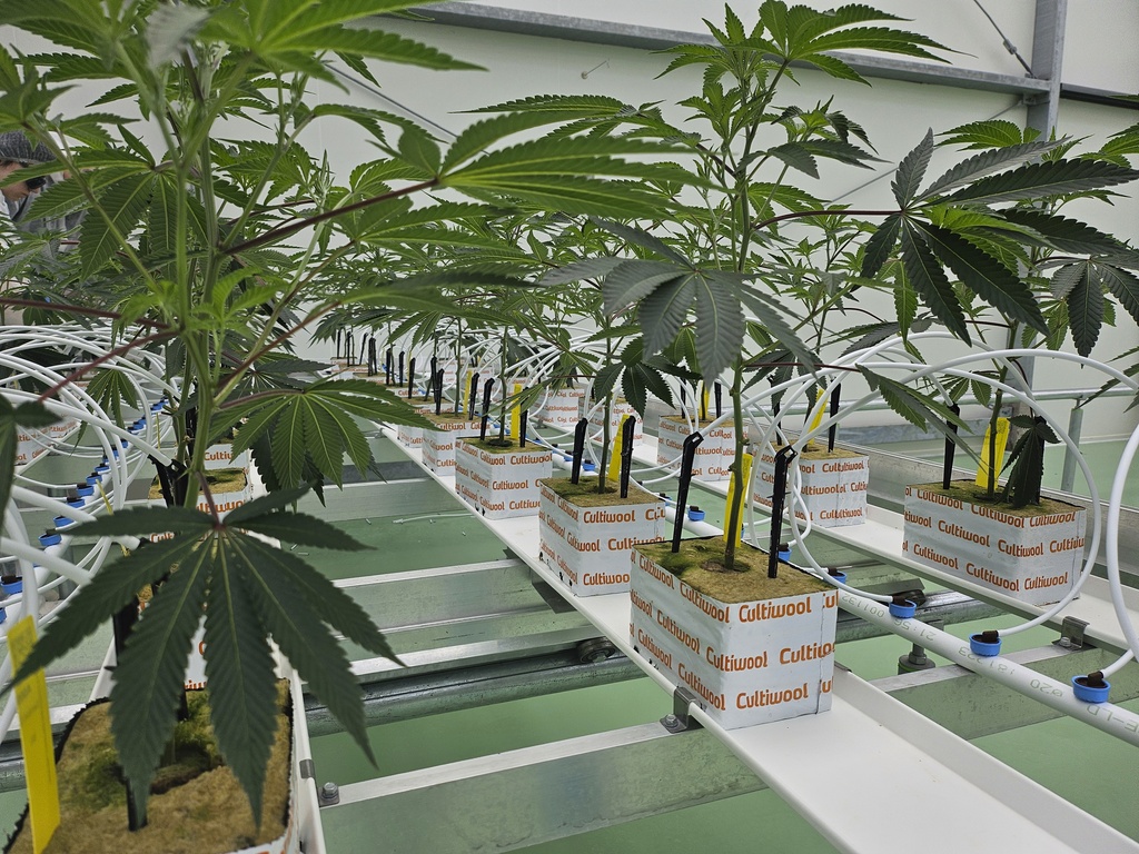 Dutch cannabis growers welcome expansion of state-run experiment to ...