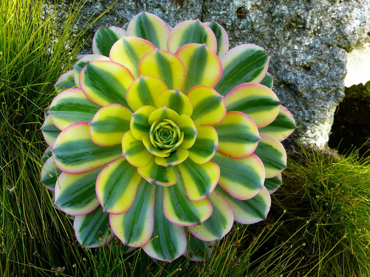 Cuidados completos y características del Pastel de risco (Aeonium ...