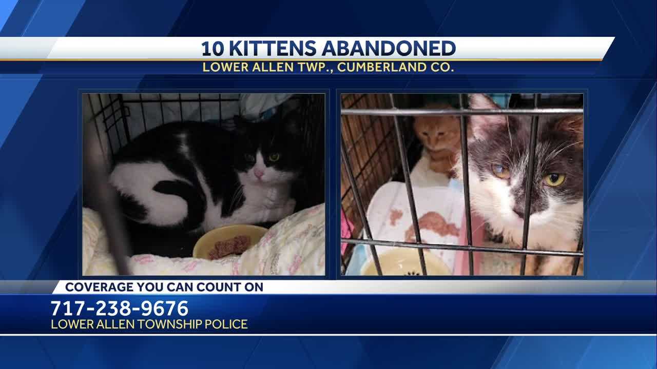 Ten kittens abandoned outside Lower Cumberland County animal clinic
