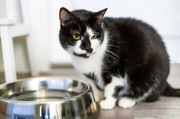 Vet explains how much water cats and dogs should really drink and when ...