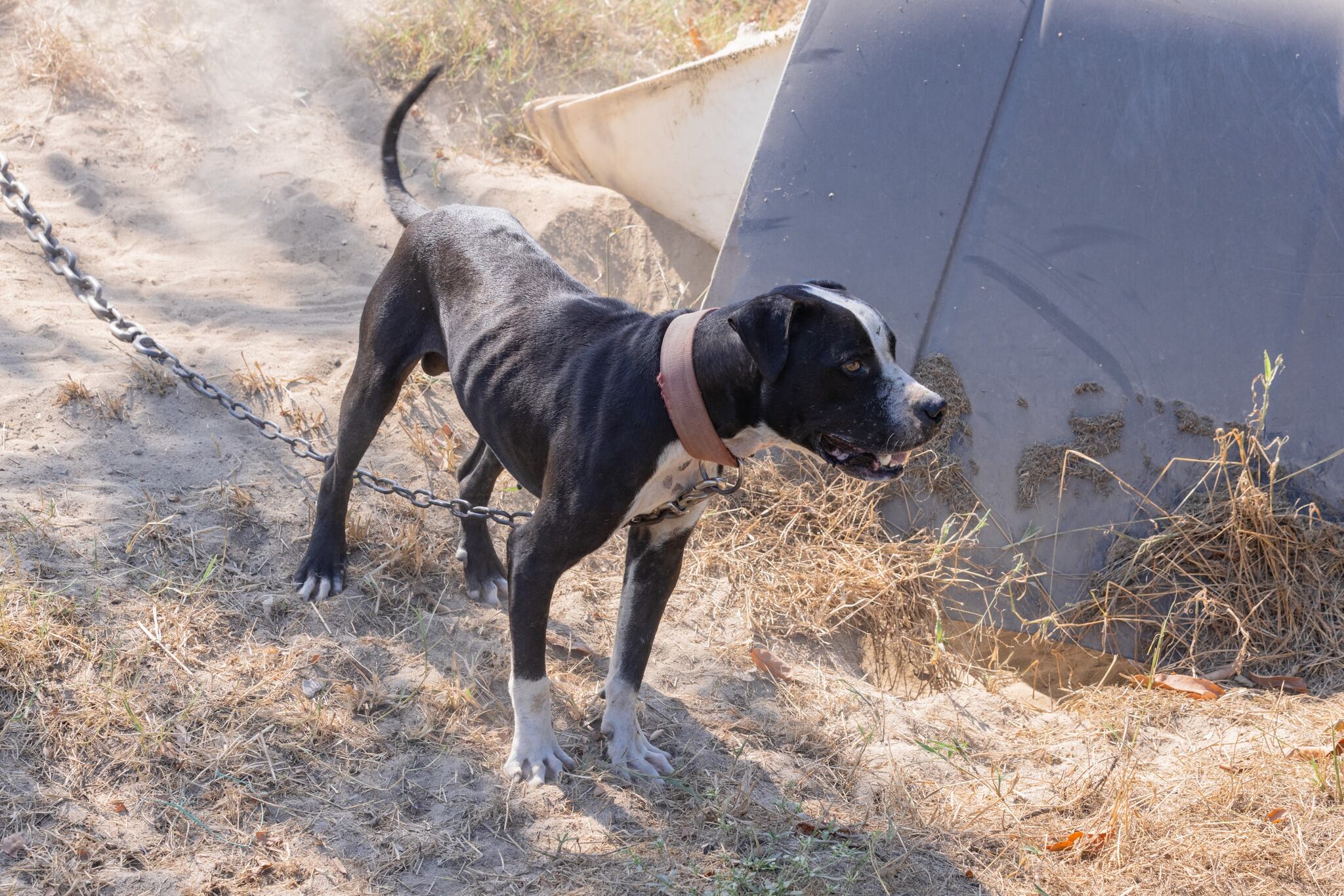SLED: Agents rescue 160 dogs, seize drugs & guns in SC dogfighting ...