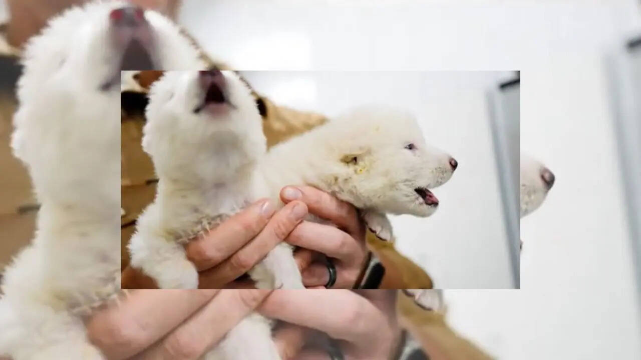 Dire Wolf Returns: Meet The Identical Wolf Twins Born In Lab After Over ...