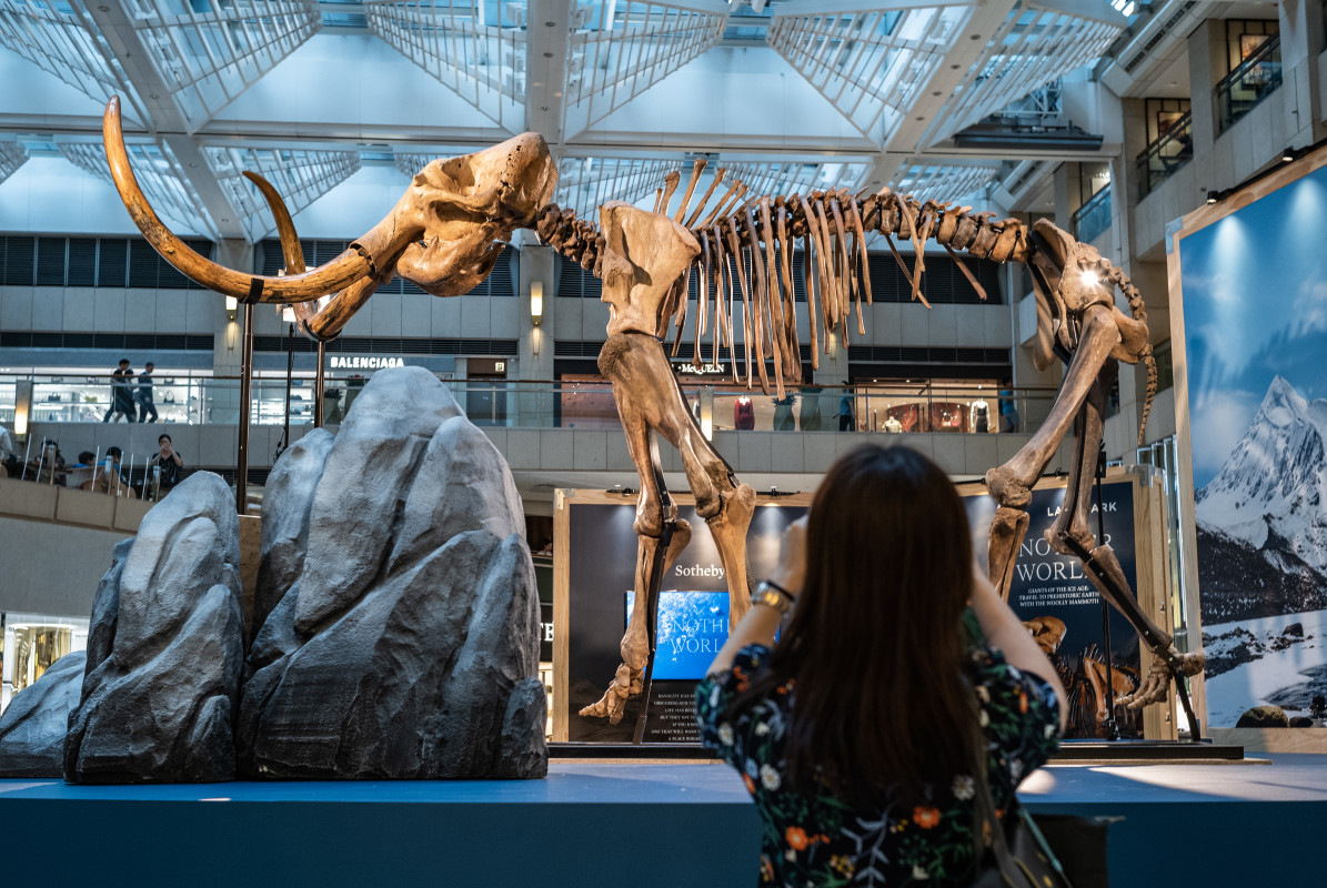 Can Dire Wolf Scientists Bring Back the Dinosaurs, Woolly Mammoth ...