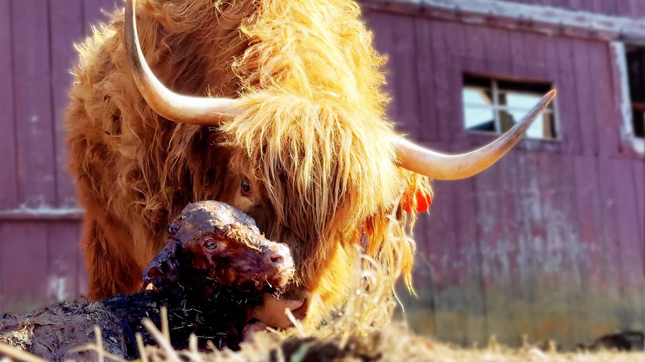 Witnessing the birth of a new calf on the farm