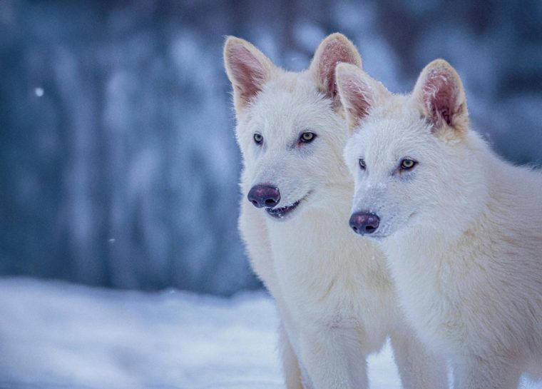 Scientists say they have brought wolf extinct for 12,500 years back to life