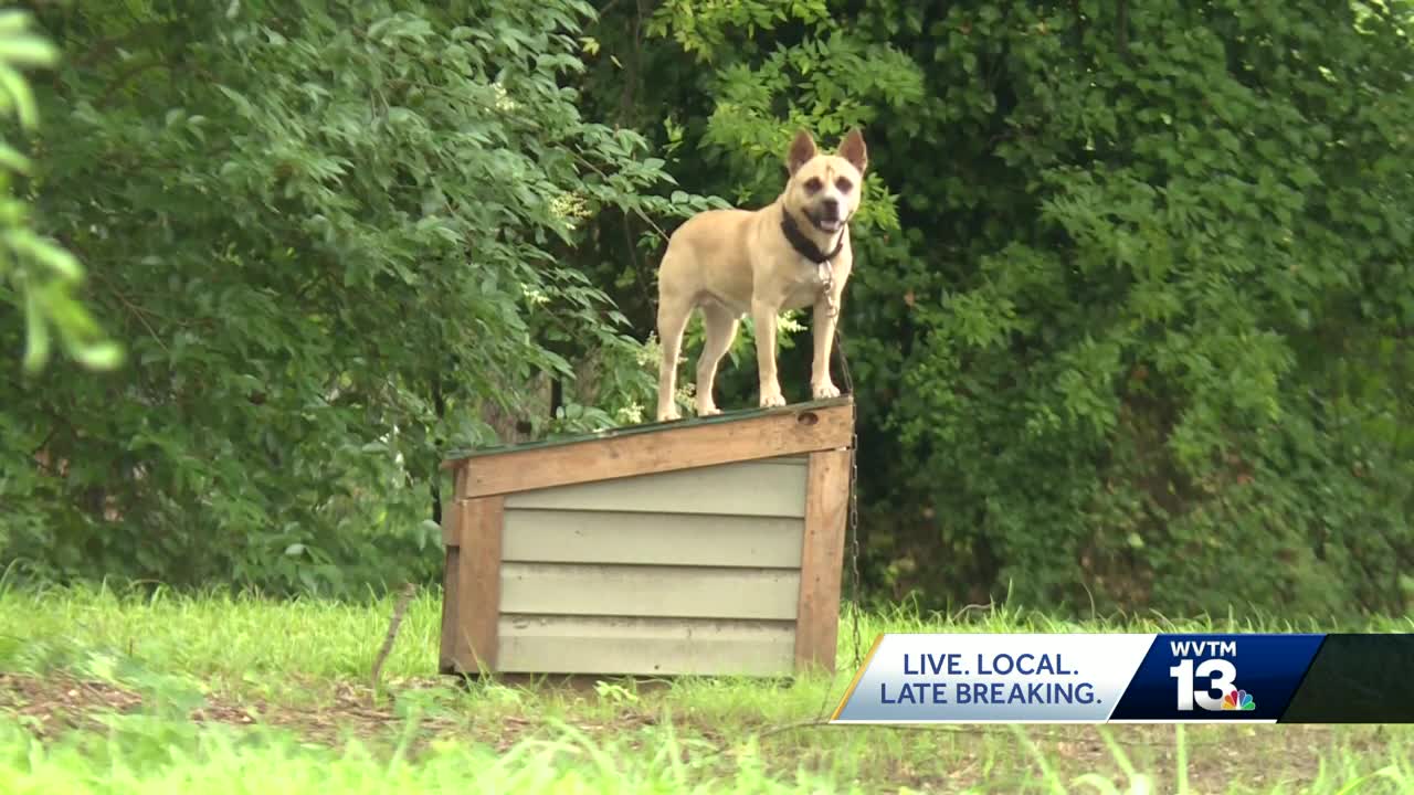 Greater Birmingham Humane Society takes over management of Pell City ...