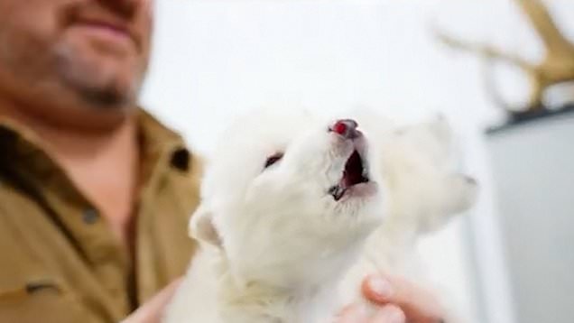 Dire wolf pups yap 'after being brought back from extinction'
