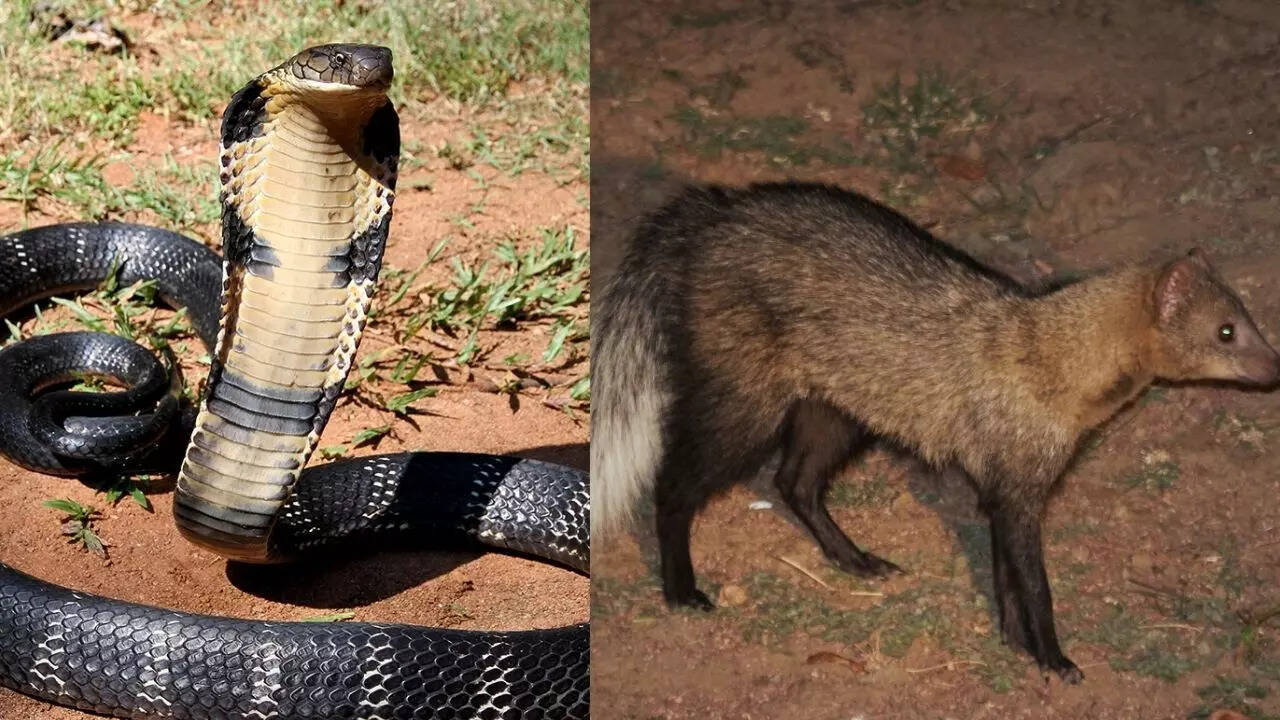 King cobra vs White-Tailed mongoose: Key characteristics on the basis ...