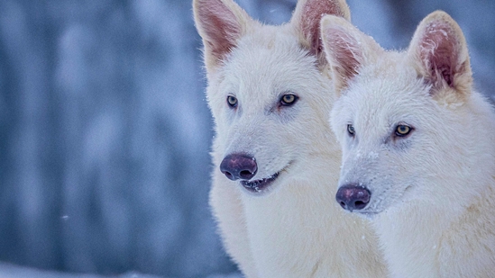 Colossal Biosciences responds to Indian man's question on the ‘de ...