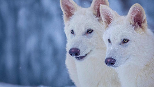 Colossal Biosciences responds to Indian man's question on the ‘de ...