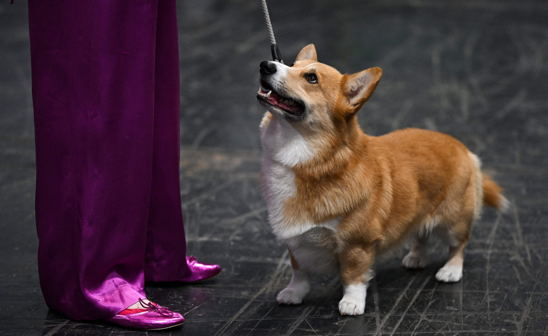 How different dog breeds rank in intelligence