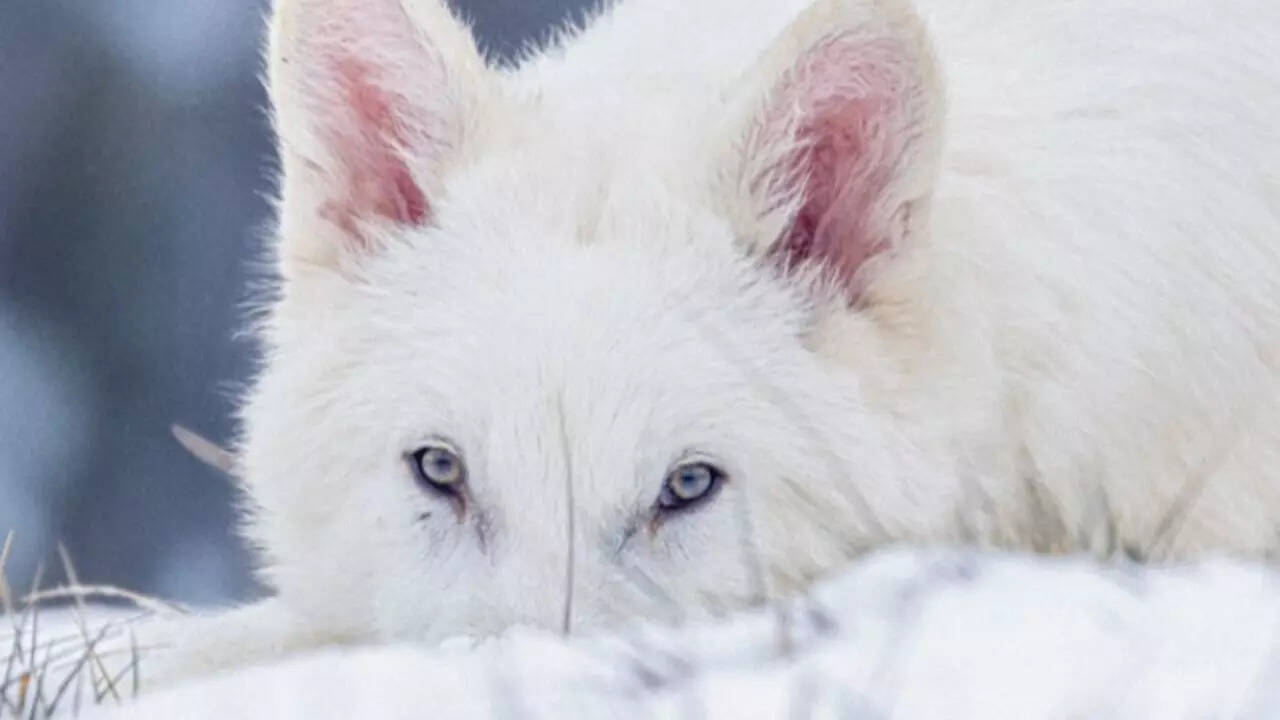 Elon Musk finds the return of the dire wolves 'cool'; 5 lesser known ...