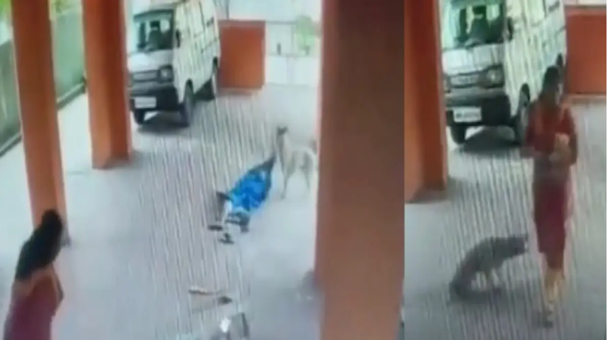 VIDEO | Stray Dog Attacked Elderly Woman, Dragged Her Into The Fields in Palghar, Video Goes Viral
