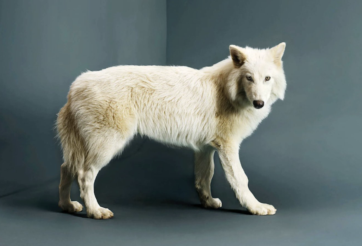 «Il lupo cattivo è tornato»: era scomparso oltre 10mila anni fa. Il ...