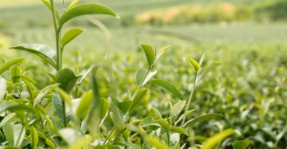 전례 없는 인기 폭발에 '공급 부족'…1년에 단 한번 수확하는 식재료