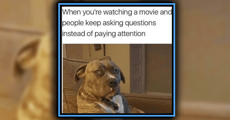 25 Silly Animal Memes for Your Mid-Week Mood Booster