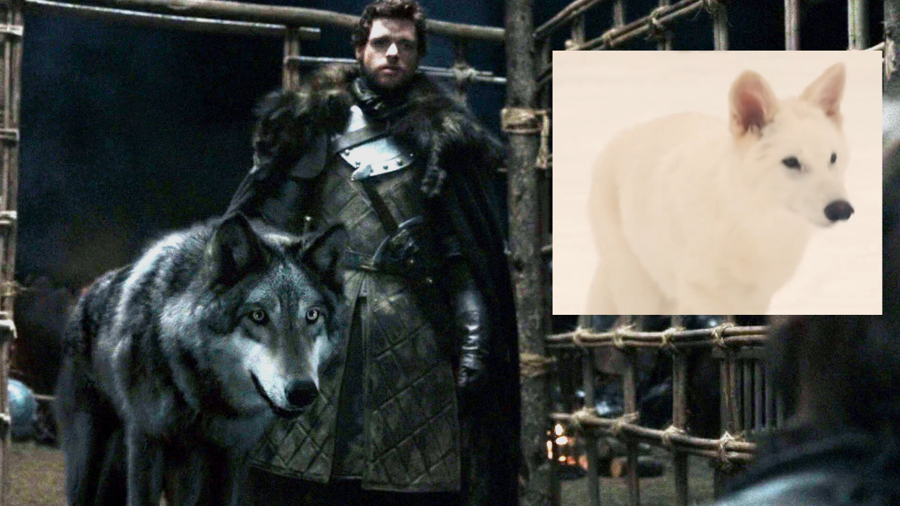 What are dire wolves? Extinct 'Game of Thrones' canine brought back to ...