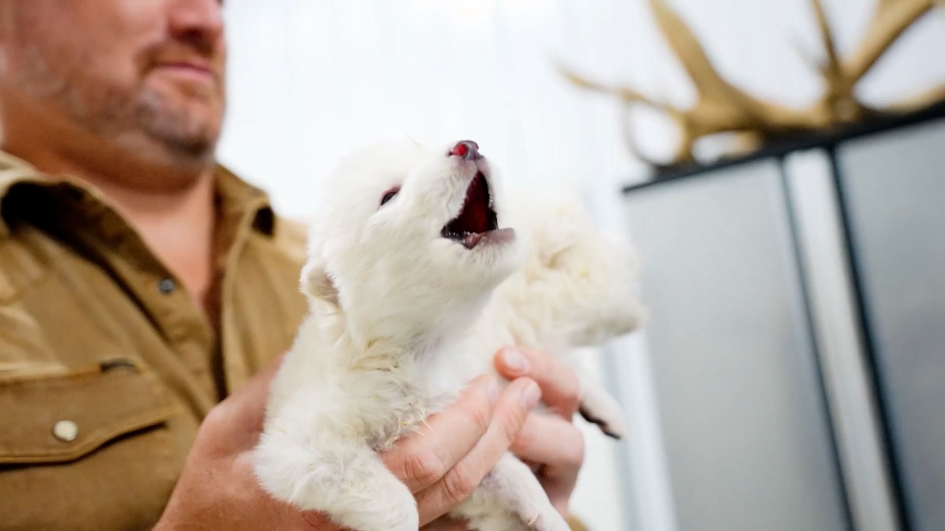 Dire wolves brought back after 10,000 years
