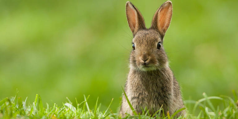 Down the rabbit hole: The fascinating origins of the Easter Bunny revealed