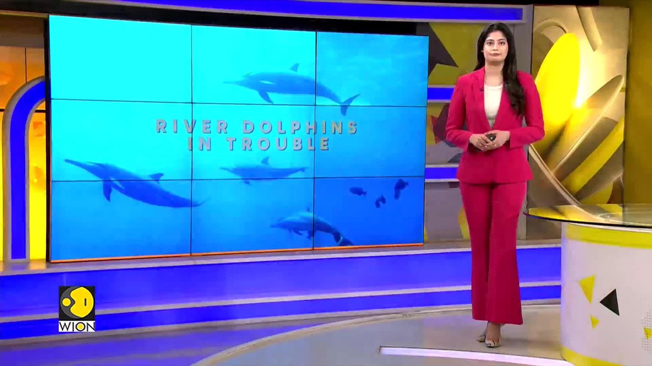 Report warns Indias national aquatic animal, river dolphin, under ...