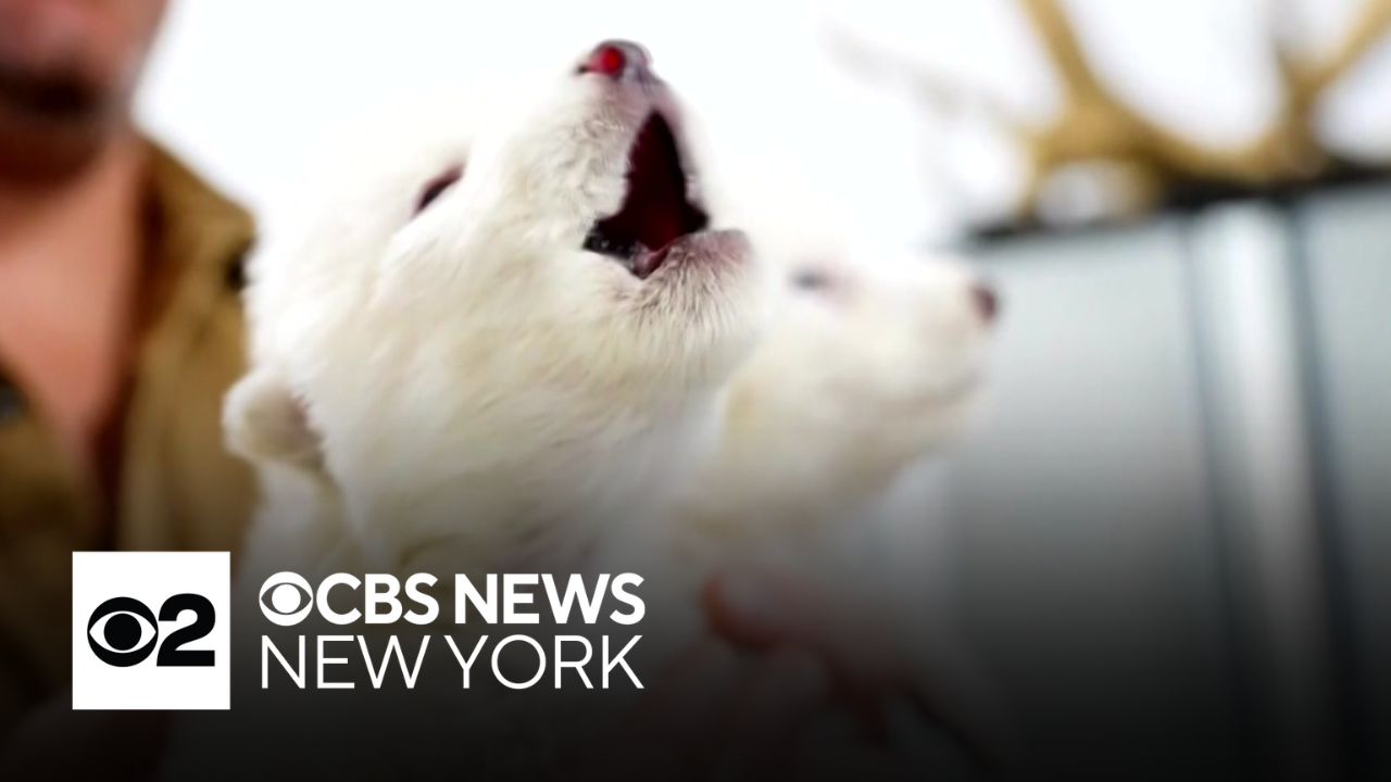 Scientists trying to bring back dire wolves