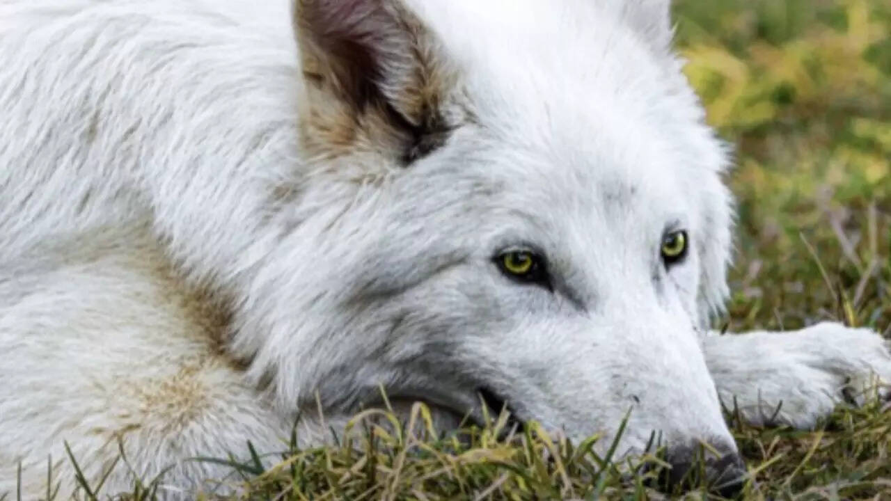 Elon Musk finds the return of the dire wolves 'cool'; 5 lesser known ...