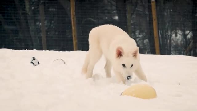 Meet the first dire wolf in 10,000 years as scientists bring species ...