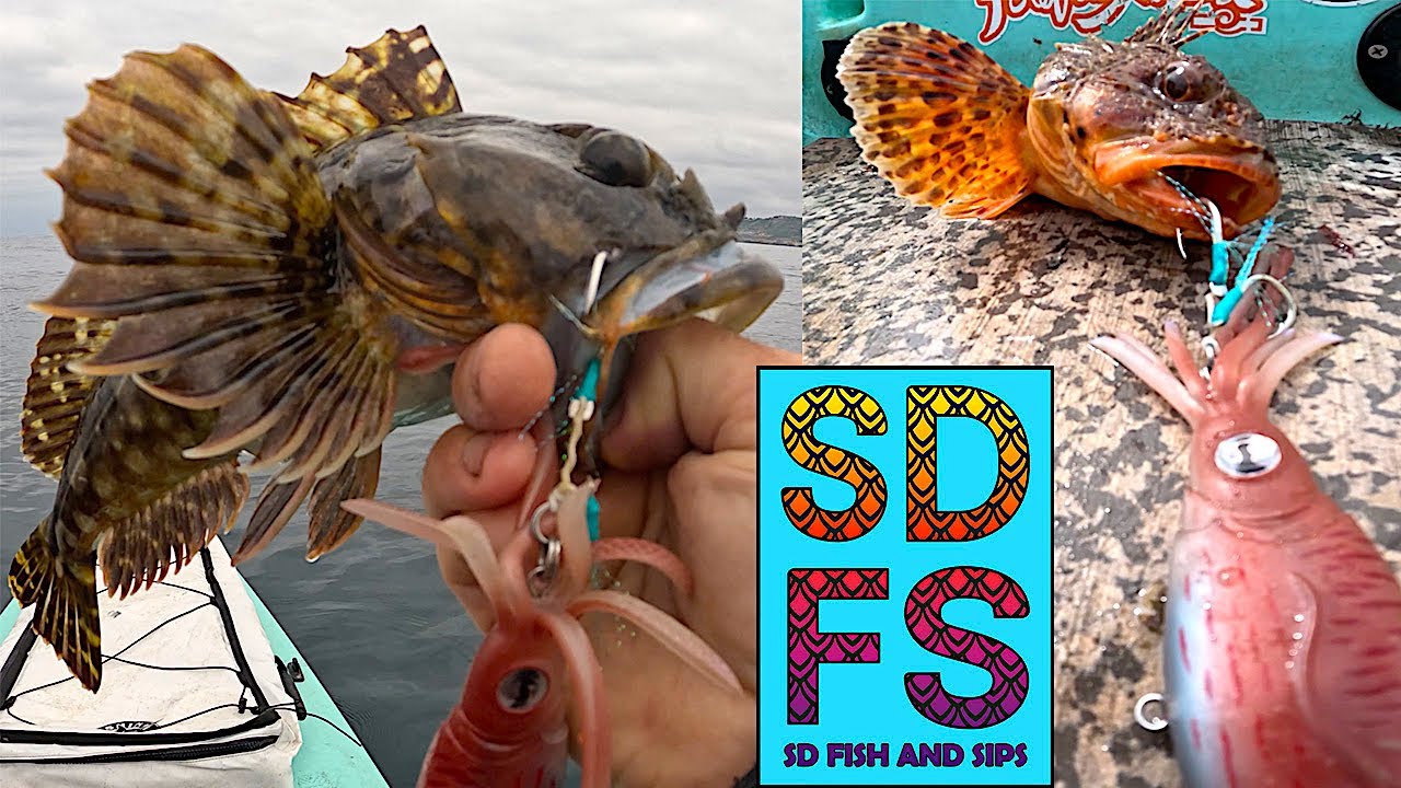 Nomad Squidtrex Variety Pack: Solo Skiff Fishing San Diego