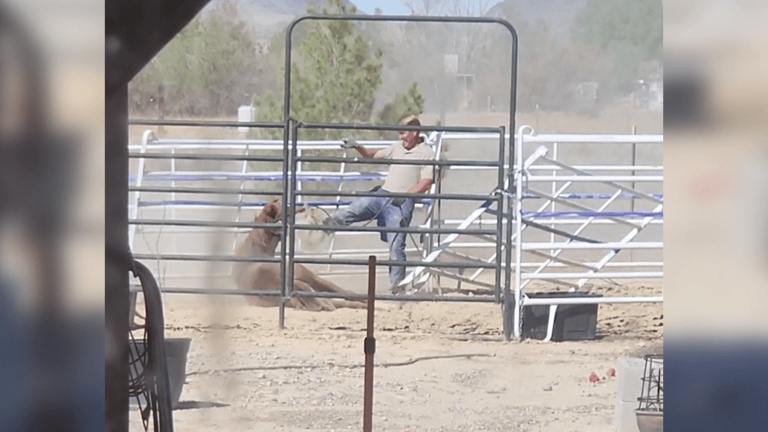 Search continues for Las Vegas veterinarian who apologized for kicking ...