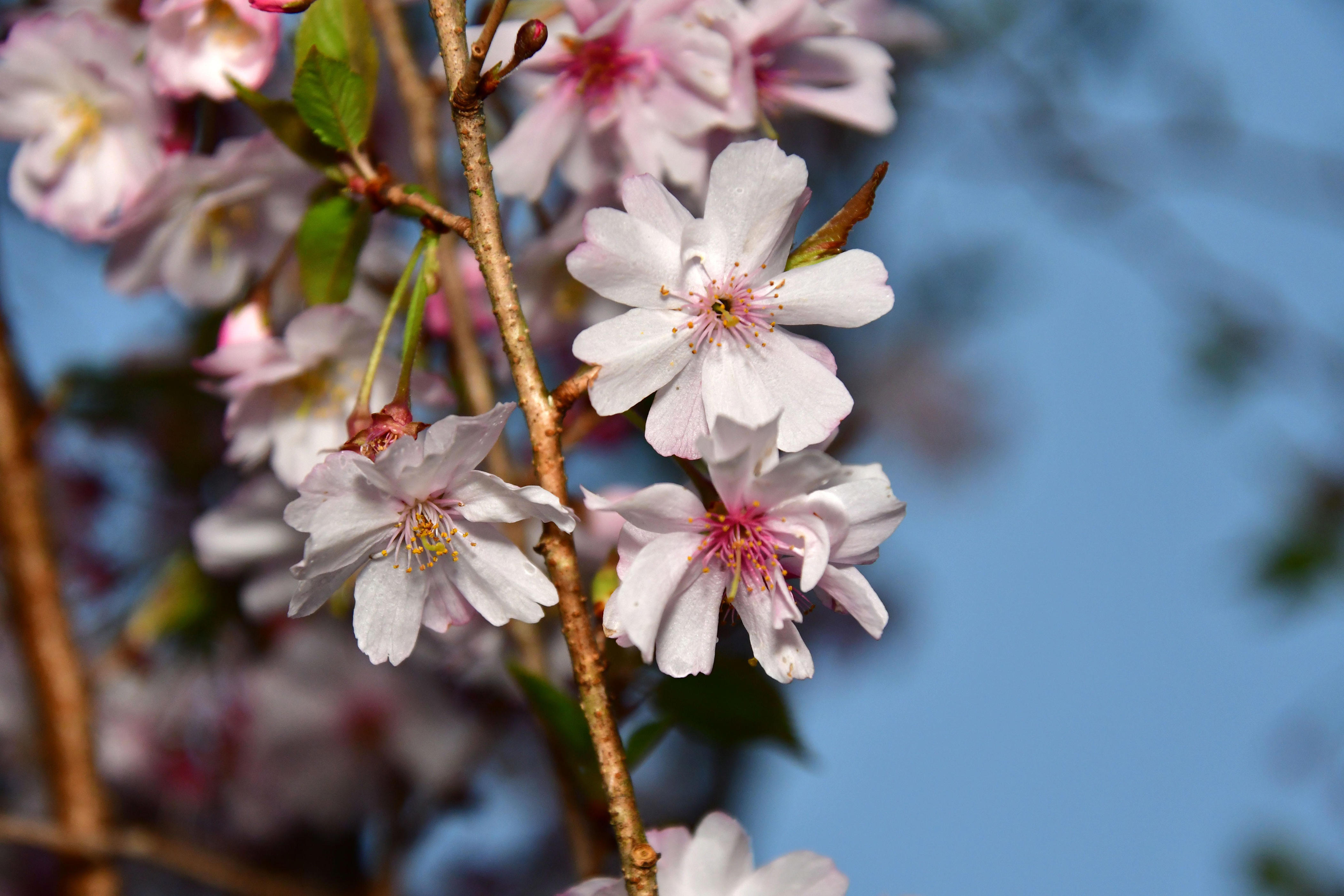 Wayne school district applying for grant to replace trees decimated by ...