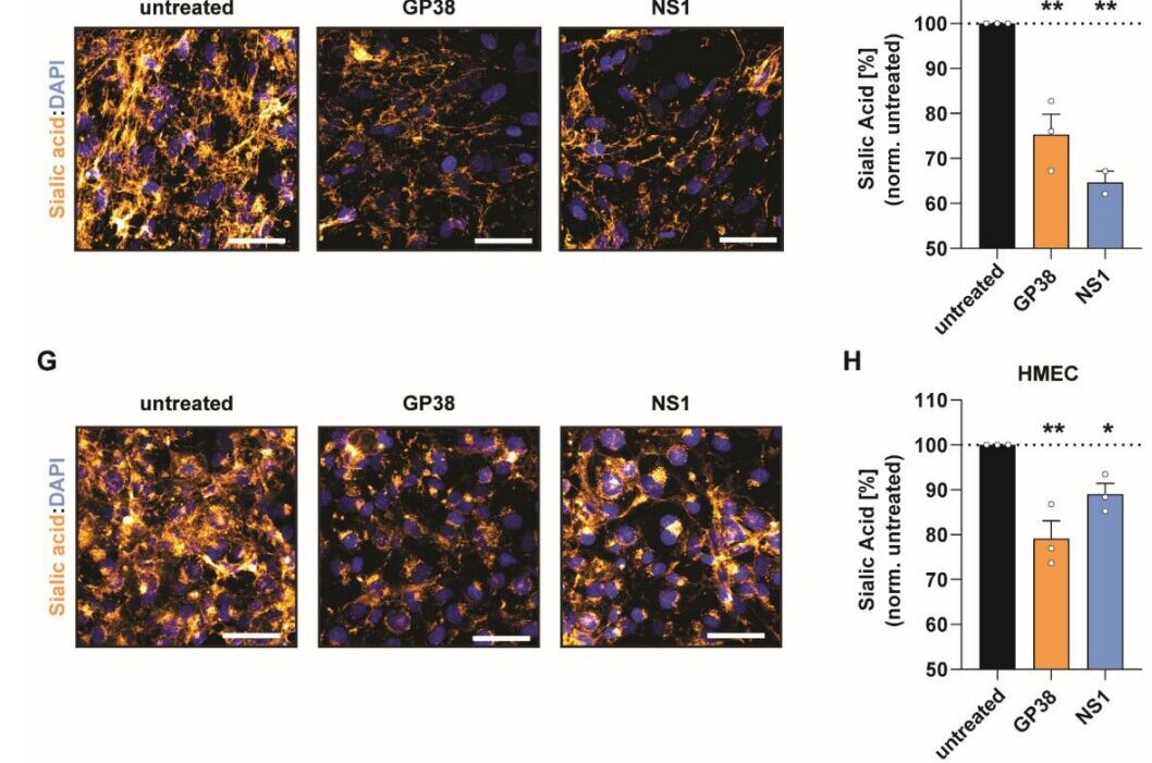 How glycoprotein GP38 from Crimean-Congo hemorrhagic fever virus could ...