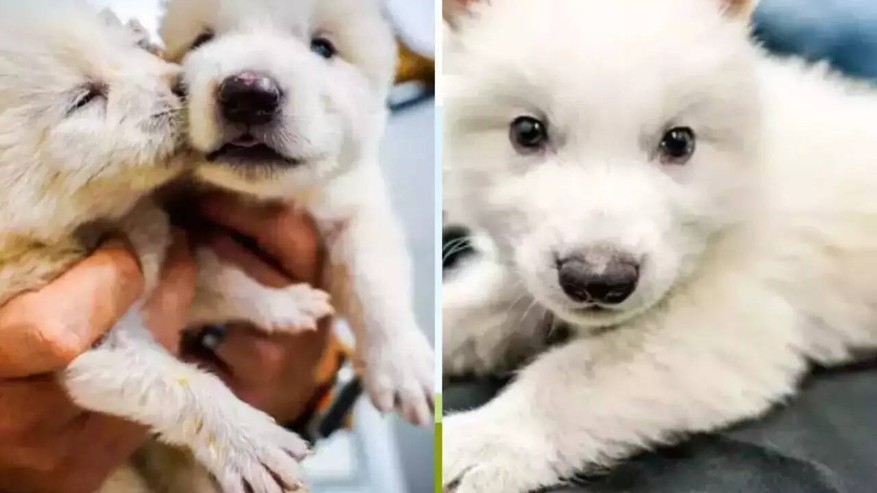 Colossal Biosciences resurrects extinct dire wolf species after 12,500 ...