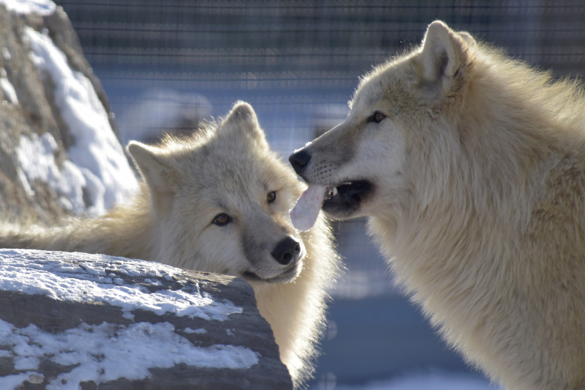 Scientists resurrect prehistoric extinct wolf