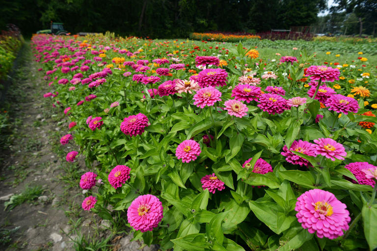 7 gorgeous Massachusetts flower farms where you can pick your own ...
