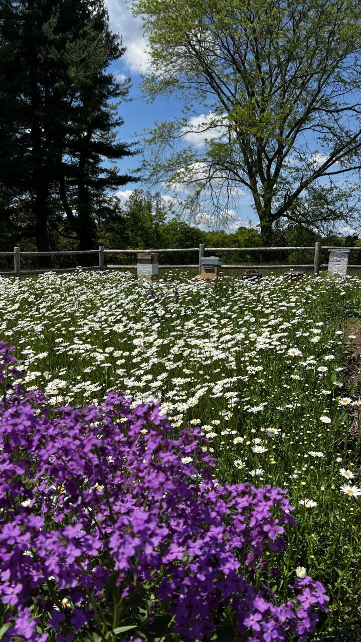 7 gorgeous Massachusetts flower farms where you can pick your own ...