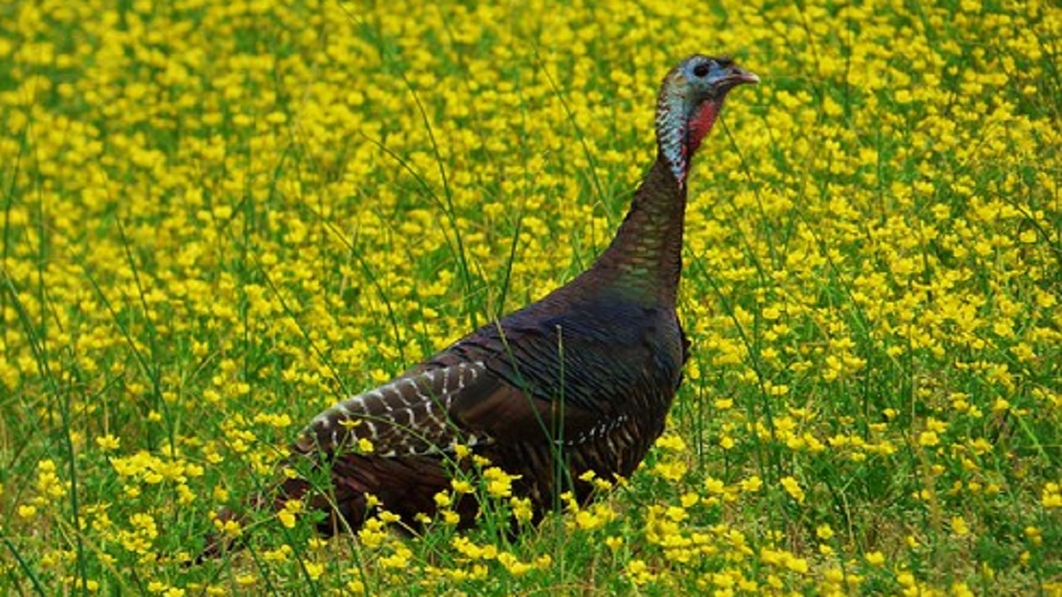 Maryland Turkey Season Starts with Junior Hunt