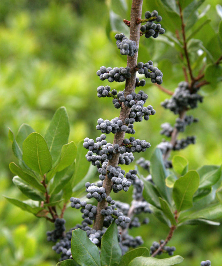 Best fragrant shrubs – 5 perfumed plants to transform garden borders ...