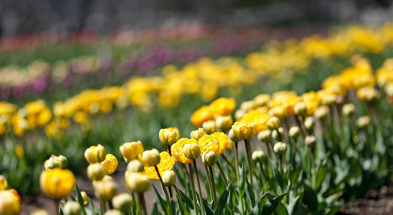 7 gorgeous Massachusetts flower farms where you can pick your own ...