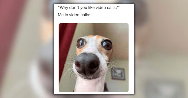 23 Relatable Dog Memes to Rejuvenate Your Sense of Doggo Delight