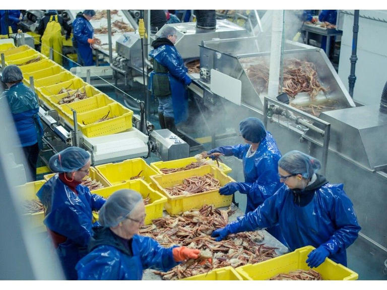 Ready to fish: Harvesters, plant workers and processors await panel ...