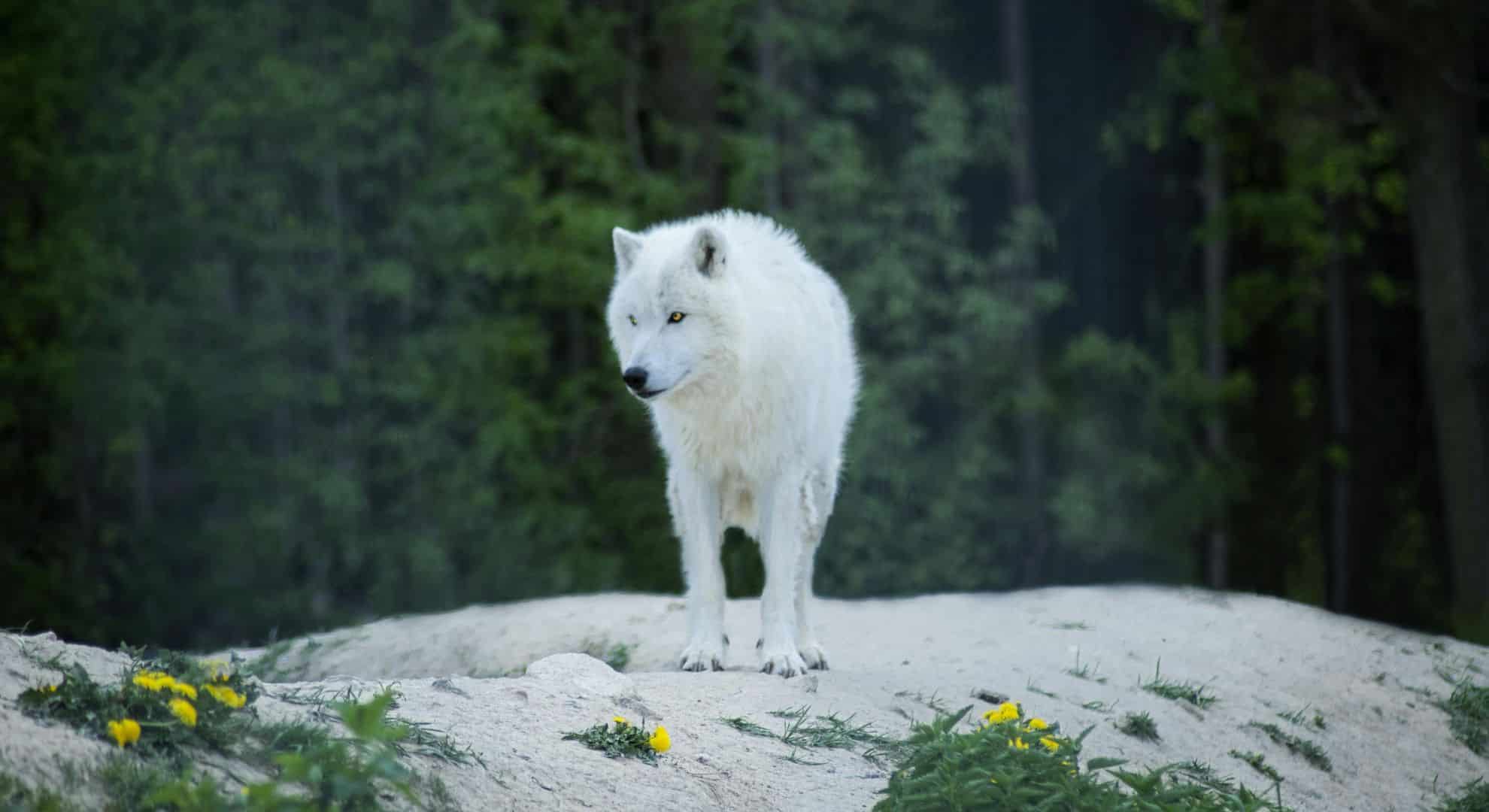 Scientists revive extinct dire wolf through biotech company’s de ...