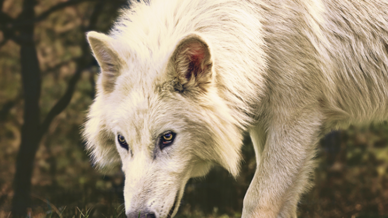 Des chercheurs disent avoir « ressuscité » le « Loup géant » de « Game ...
