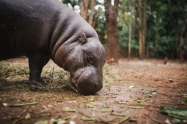 10 Reasons Pygmy Hippos Are the Most Underrated Animal on the Planet ...