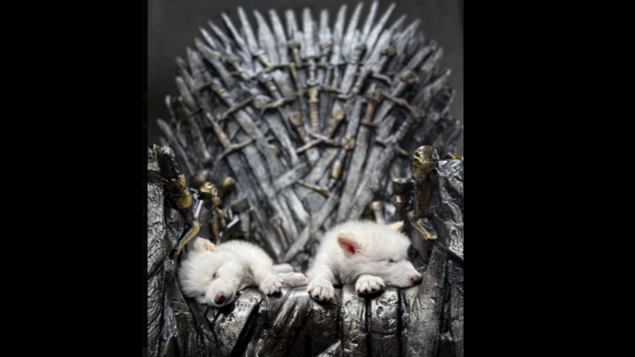 Previously Extinct Dire Wolf Species Is BACK! And Elon Musk Is Already ...