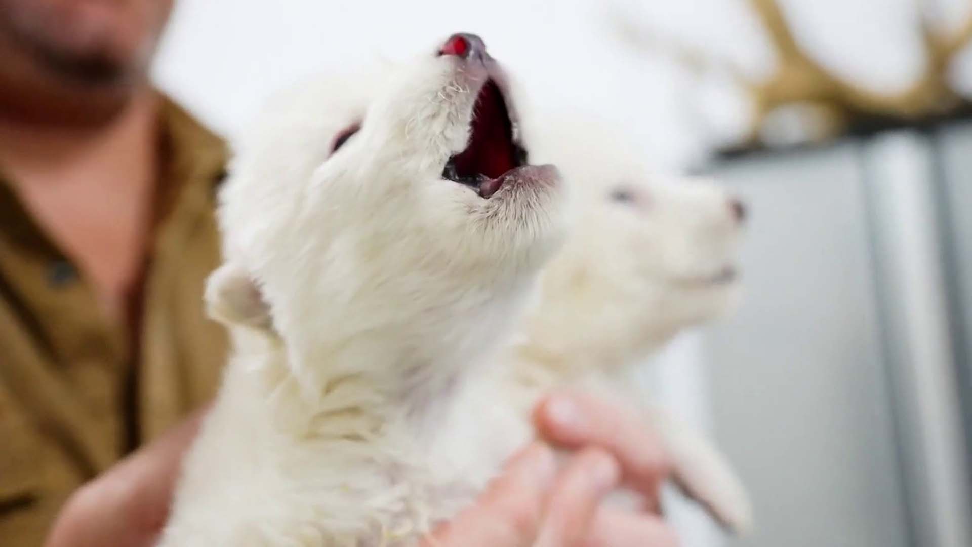 Biotech firm says it's revived dire wolf 13,000 years after extinction