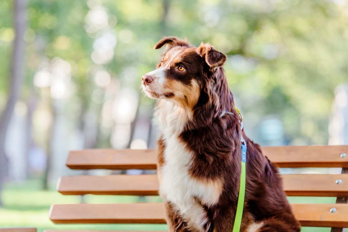 Dutiful Dog Cleaning Up His Toys While Mom's at Work Is Better Than a ...