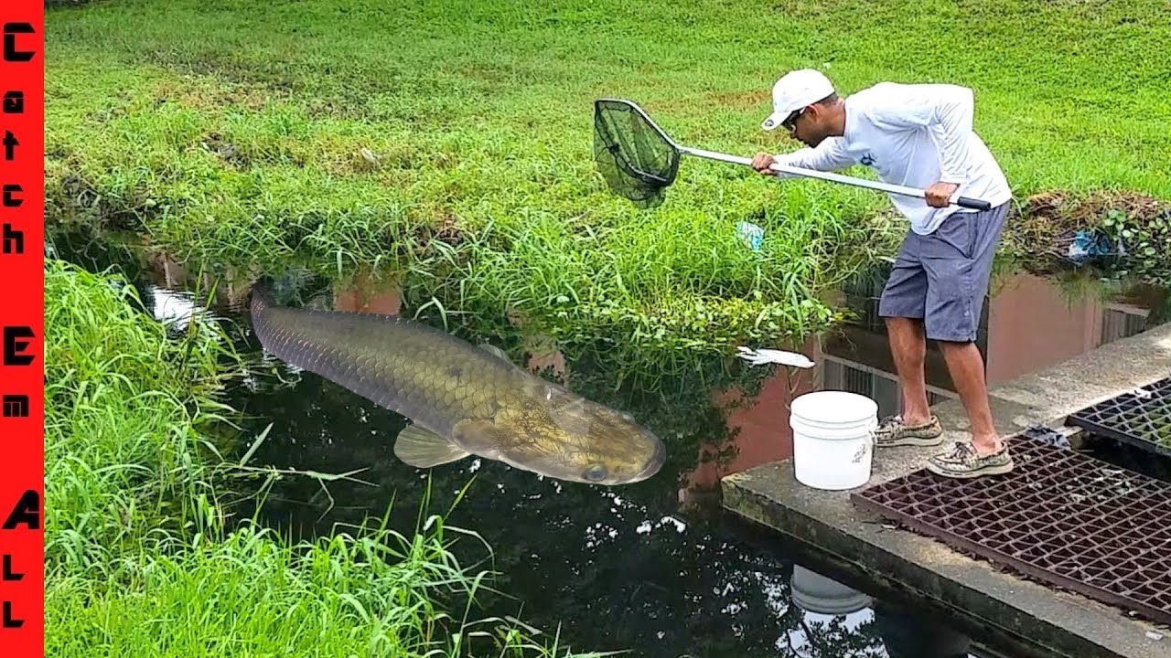 Saving Trapped Fish And Turtles From A Drying Puddle