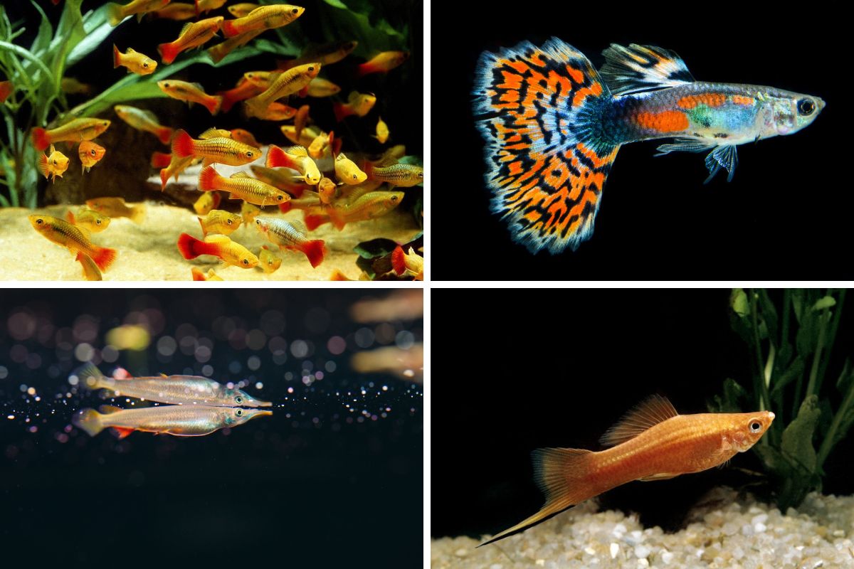 Tropical Fish To Breed 2025: Here are 10 breeds of colourful ...